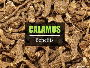 20 Proved Health Benefits Of Calamus (Sweet Flag / Vacha) - Moolihai.com