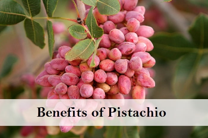 Surprising Health Benefits Of Pistachio Consumption - Moolihai.com
