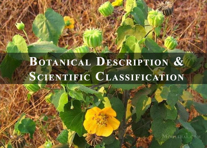 Abutilon Indicum (Indian Mallow): Medicinal Properties & Ayurvedic Uses