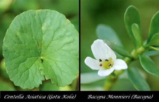 Impressive & Effective Health Benefits of Brahmi Herbs - Moolihai.com
