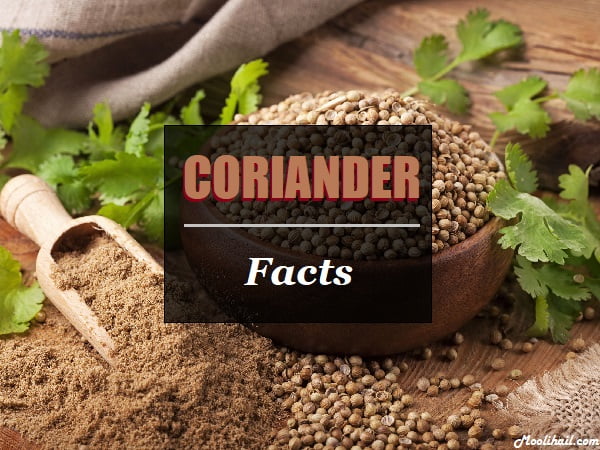 Health Benefits & Medicinal Uses Of Coriander (Cilantro) - Moolihai.com