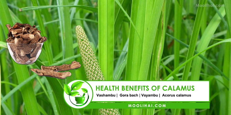 20 Proved Health Benefits Of Calamus (Sweet Flag / Vacha) - Moolihai.com