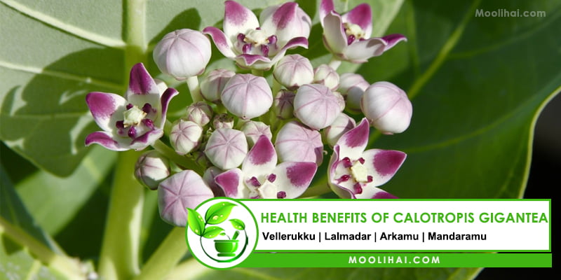 Calotropis Gigantea: Health Benefits, Uses, And Side Effects - Moolihai ...