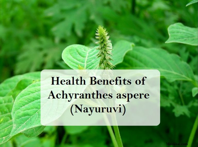 Achyranthes aspere (Nayuruvi): Health Benefits, Properties & Dosage