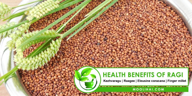 Amazing Health Benefits Of Finger Millet (Ragi) & Nutritional ...