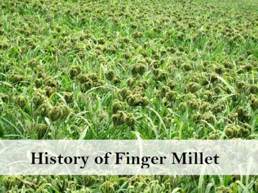 Amazing Health Benefits Of Finger Millet (Ragi) & Nutritional ...
