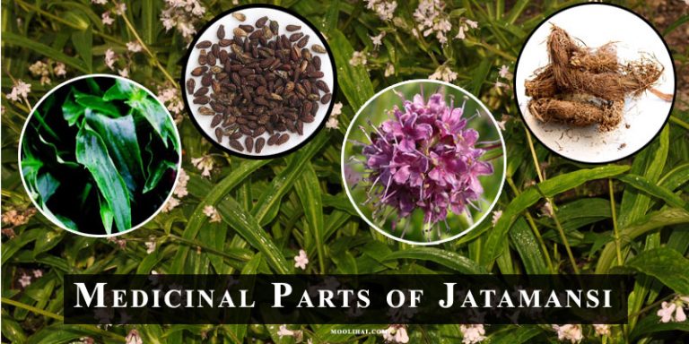 23 Health Benefits and Properties of Jatamansi (Spikenard Muskroot)