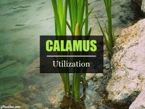20 Proved Health Benefits Of Calamus (Sweet Flag / Vacha) - Moolihai.com