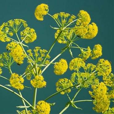 31 Possible Benefits Of Ferula Asafoetida [For Health, Skin, & Hair]