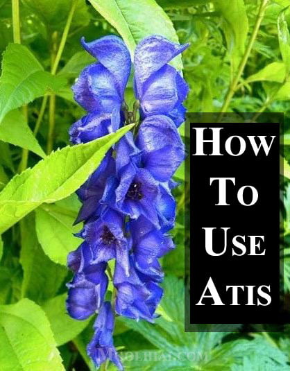 15 Health Benefits And Uses Of Ativisha (Aconitum Heterophyllum)