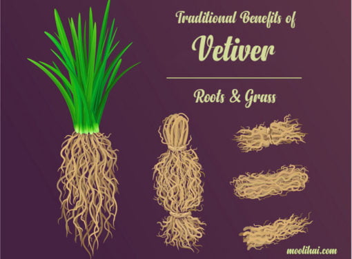 Amazing Health Benefits of Vetiver [Chrysopogon Zizanioides]