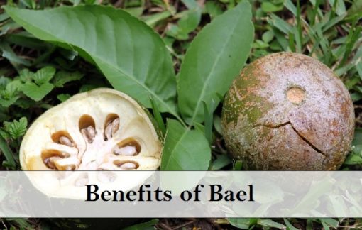 Bael: Health Benefits, Ayurvedic Uses, Side Effects & Nutrition Facts ...
