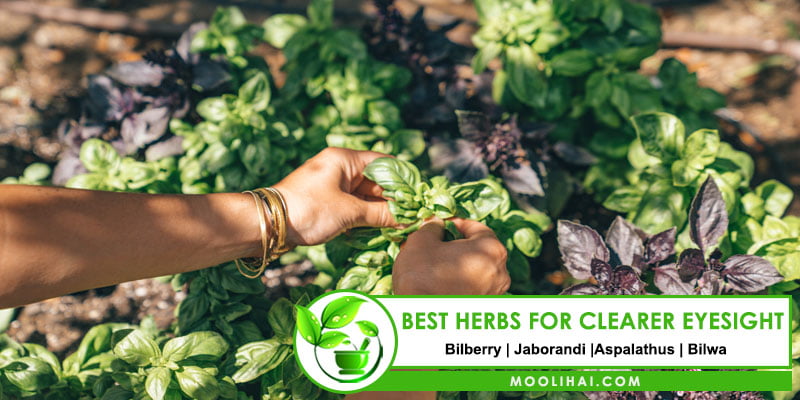 10 Best Herbs To Boost Your Eye Health | Gain Good Vision - Moolihai.com