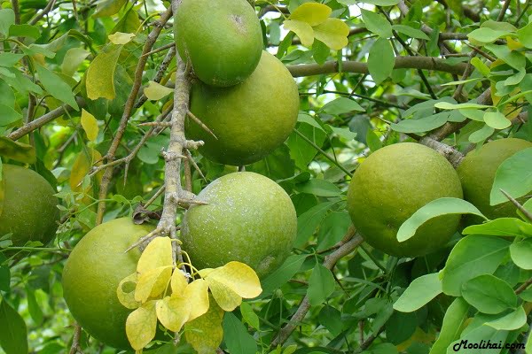 10 Best Herbs To Boost Your Eye Health | Gain Good Vision - Moolihai.com