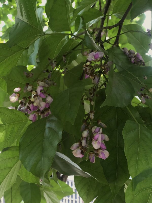 Punga Poo - Pongamia pinnata: Benefits, Uses & Side Effects