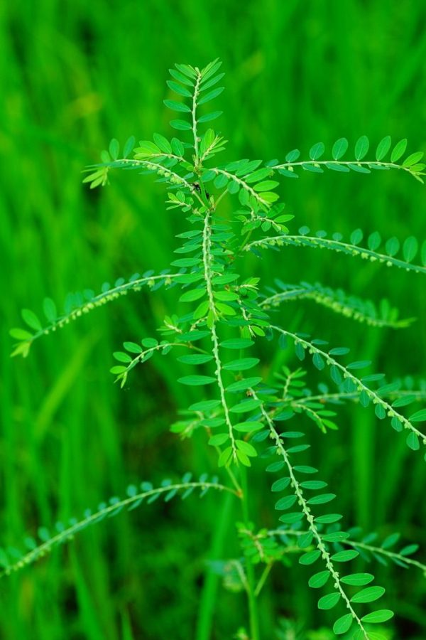 Keezhanelli (Phyllanthus Niruri) | Health Benefits, Dosage, Side ...