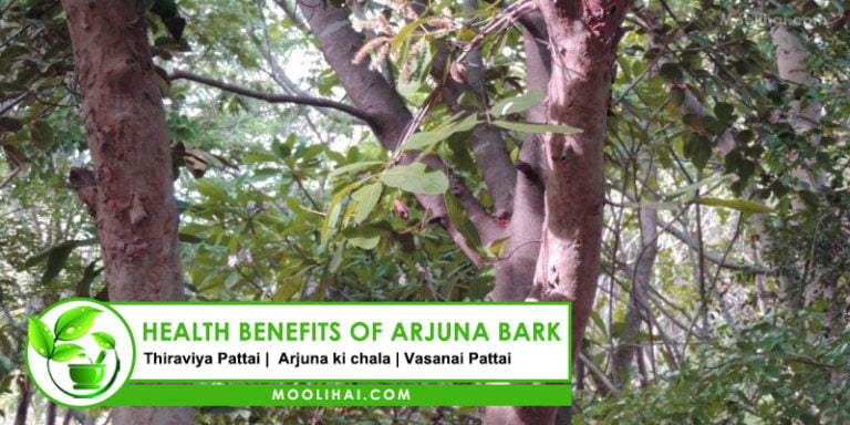 Health Benefits & Medicinal Uses of Arjuna Bark (Terminalia)