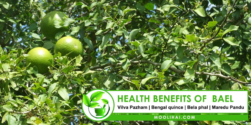 Bael: Health Benefits, Ayurvedic Uses, Side Effects & Nutrition Facts ...