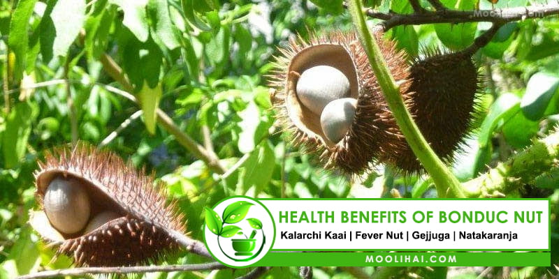 Bonduc Nut (Caesalpinia Bonducella) - Health Benefits, Uses & Side ...