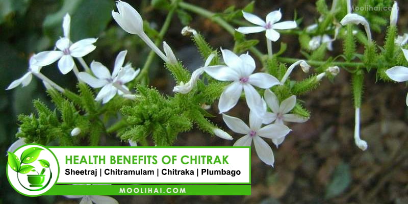 Chitrak (Plumbago Zeylanica): Benefits, Medicinal Uses, And Side ...