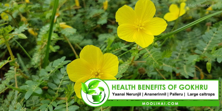 Health Benefits & Medicinal Uses of Gokhru/Caltrops