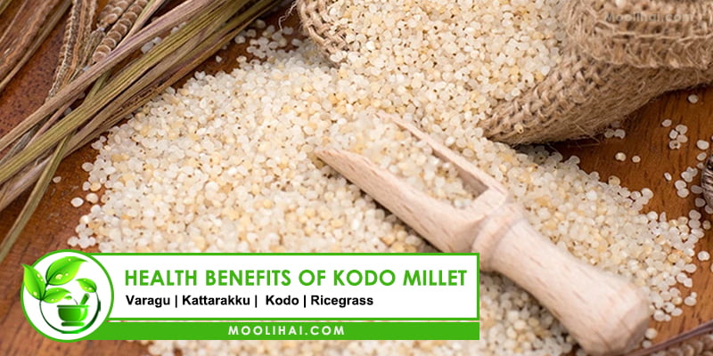What Is Kodo Millet(Varagu)? Health And Nutritional Benefits - Moolihai ...