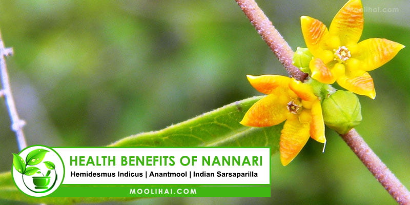 Anantmool (Hemidesmus Indicus): Uses, Health Benefits, Side Effects ...