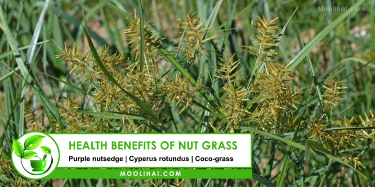 17 Evidence-Based Clinical & Health Benefits fo Nut Grass - Moolihai.com