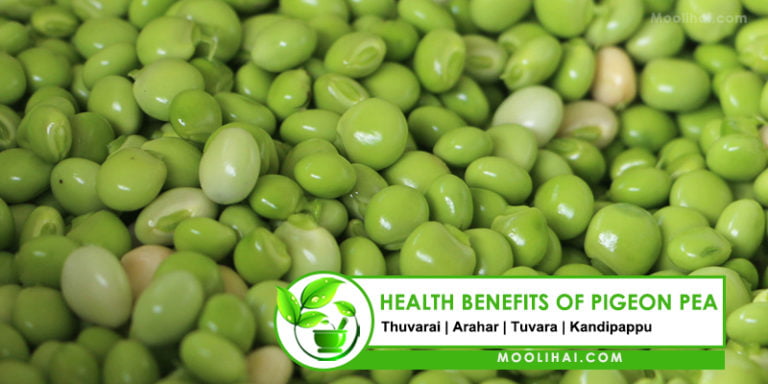 Health Benefits, Side Effects and Nutritional Facts of Pigeon Pea