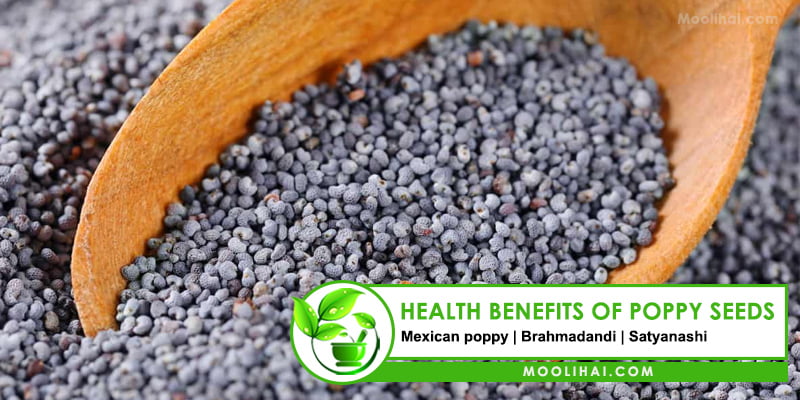 Health Benefits & Medicinal Uses Of Poppy Seeds - Moolihai Ayurveda