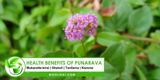21 Health Benefits of Punarnava | Traditional Indian Herb | Moolihail.com