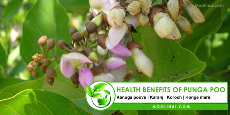 Punga Poo - Pongamia pinnata: Benefits, Uses & Side Effects