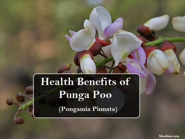 Punga Poo - Pongamia pinnata: Benefits, Uses & Side Effects