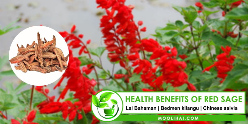 Medicinal Properties And Benefits Of Bedmen Kilangu (Red Sage)