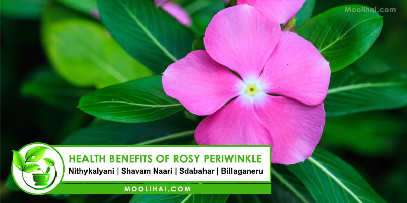 Health Benefits Of Rosy Periwinkle | Catharanthus Roseus - Moolihai.com