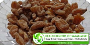 Medicinal Traits & Health Benefits Of Salab Misri (Salep) - Moolihai.com