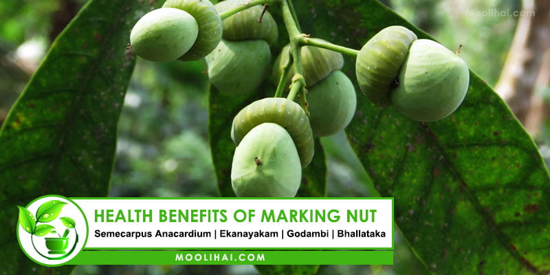 Health Benefits Of Marking Nut (Semecarpus Anacardium) - Moolihai.com