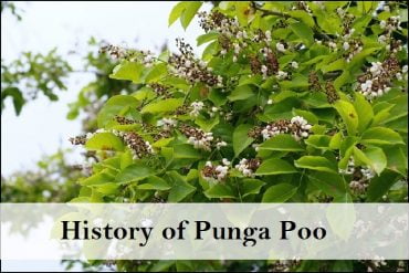 Punga Poo - Pongamia Pinnata: Benefits, Uses & Side Effects - Moolihai ...