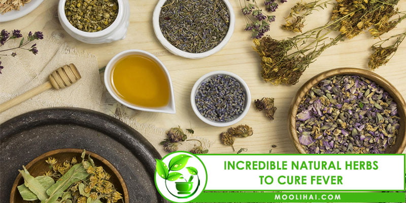 10 Best Herbs To Bring Down Fever Naturally - Moolihai.com