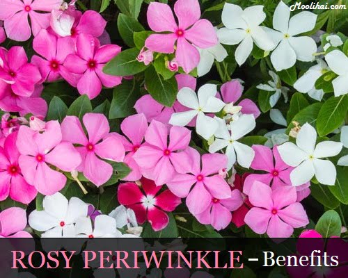 Health Benefits of Rosy Periwinkle | Catharanthus Roseus - Moolihai.com