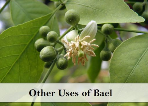 Bael: Health Benefits, Ayurvedic Uses, Side Effects & Nutrition Facts ...