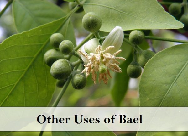 Bael: Health Benefits, Ayurvedic Uses, Side Effects & Nutrition Facts