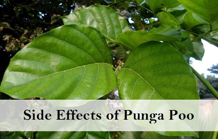 Punga Poo - Pongamia Pinnata: Benefits, Uses & Side Effects - Moolihai ...