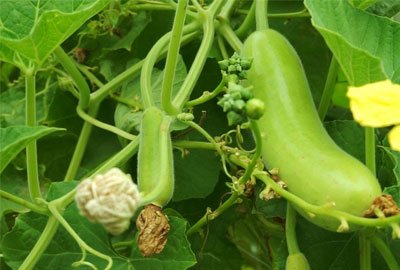 17 Benefits of Ash Gourd/Winter Melon [For Health, Skin, & Hair]