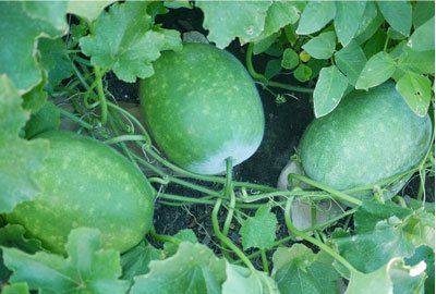17 Benefits of Ash Gourd/Winter Melon [For Health, Skin, & Hair]