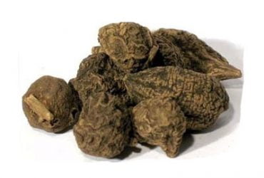 Possible Clinical Benefits Of Civatai Ver / Indian Jalap Root