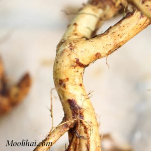 10 Best Effective Herbs for Kidney Stones