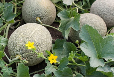 35+ Health Benefits Of Muskmelon Seeds And Fruit For Body, Skin, & Hair