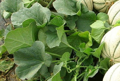 35+ Health Benefits Of Muskmelon Seeds And Fruit For Body, Skin, & Hair