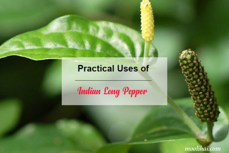 Pippali (Piper Longum, Long Pepper): Health Benefits, Uses, and Side ...